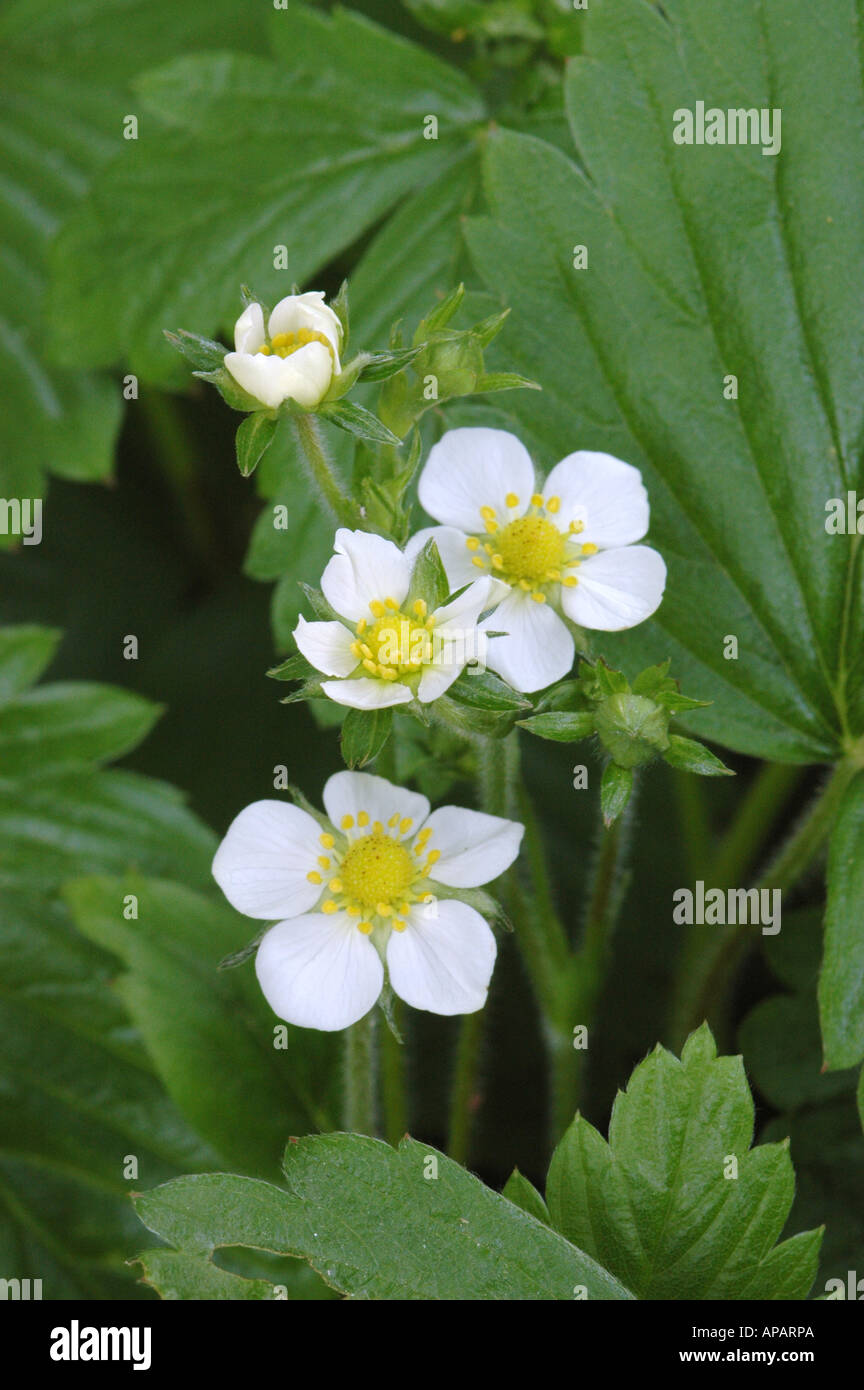 Fragaria vesca uk wild strawberry hi-res stock photography and images ...