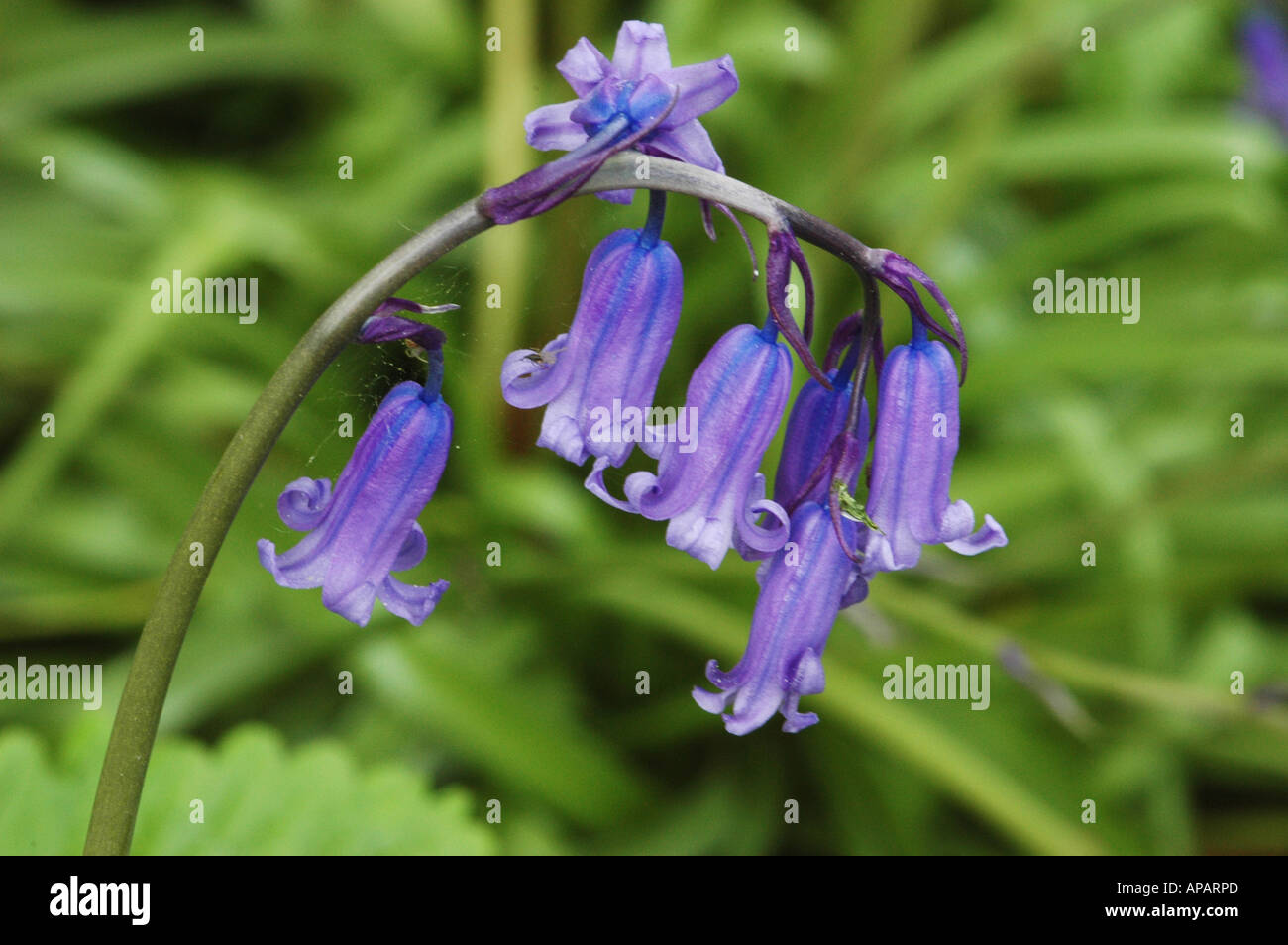A single Bluebell head in detail Stock Photo - Alamy
