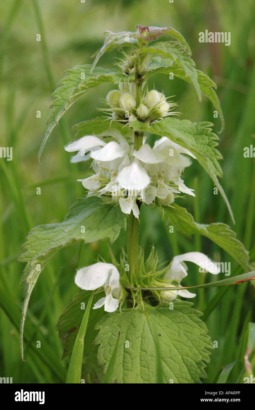 Nettle flowers hi-res stock photography and images - Alamy