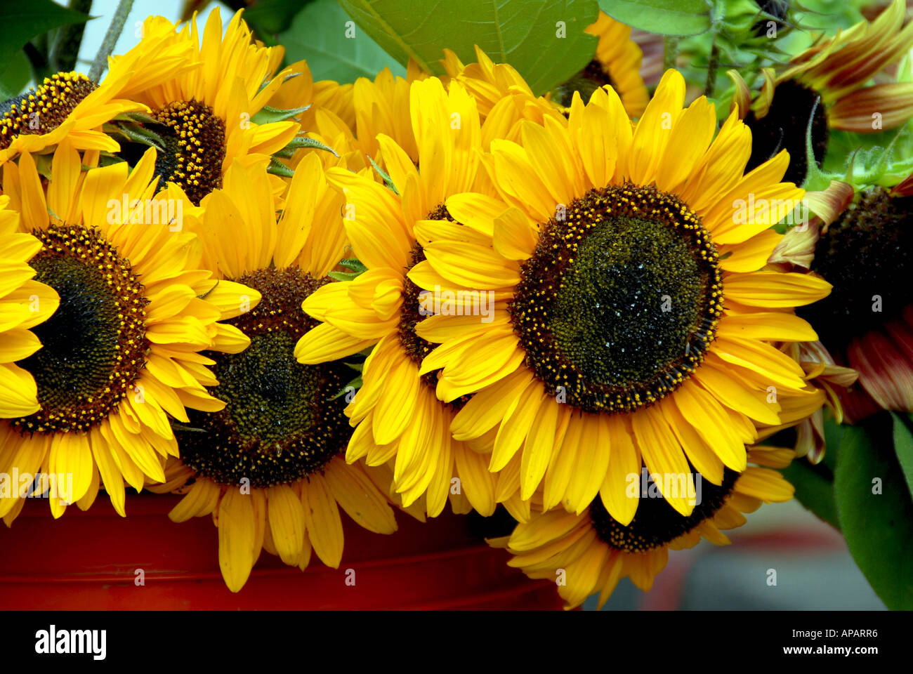 Sunflower bunch peeking over the top of a red bucket Stock Photo - Alamy