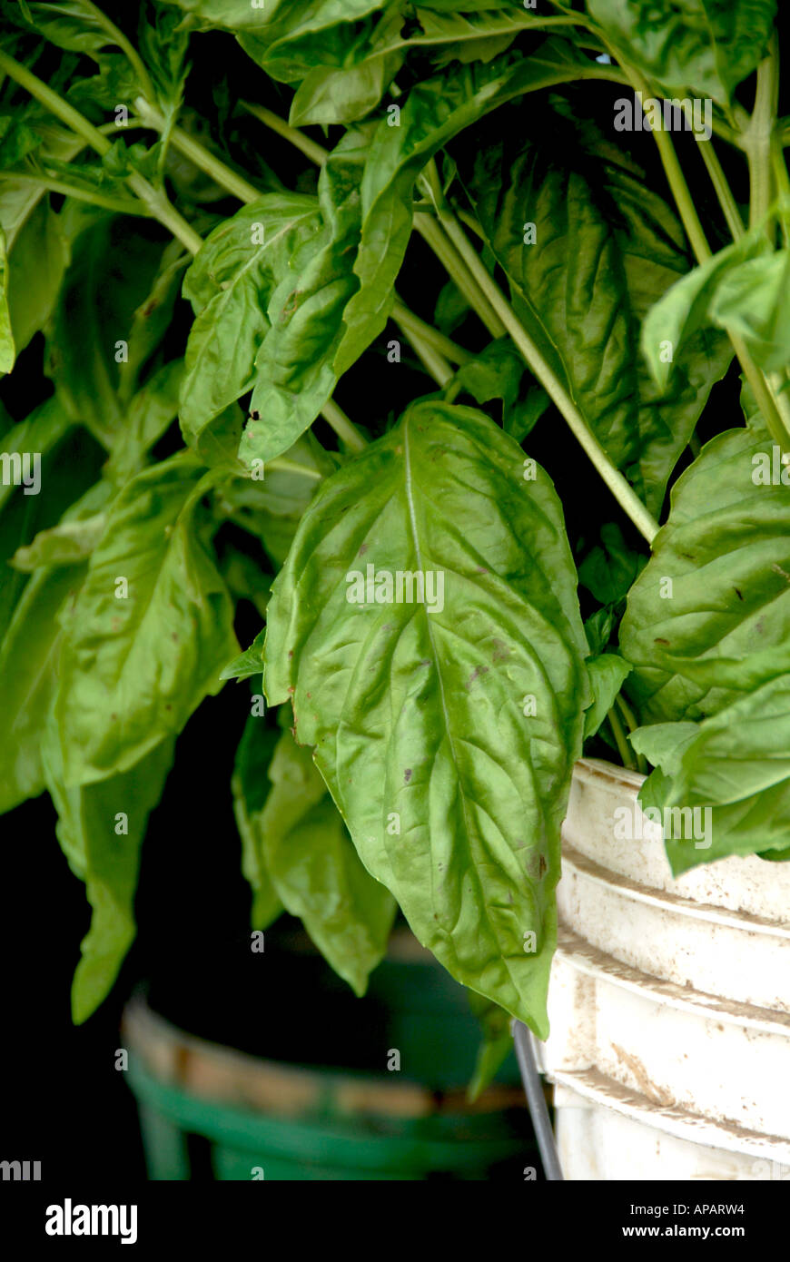 Basil plant with large leaves in a white bucket at a farmer s market ...