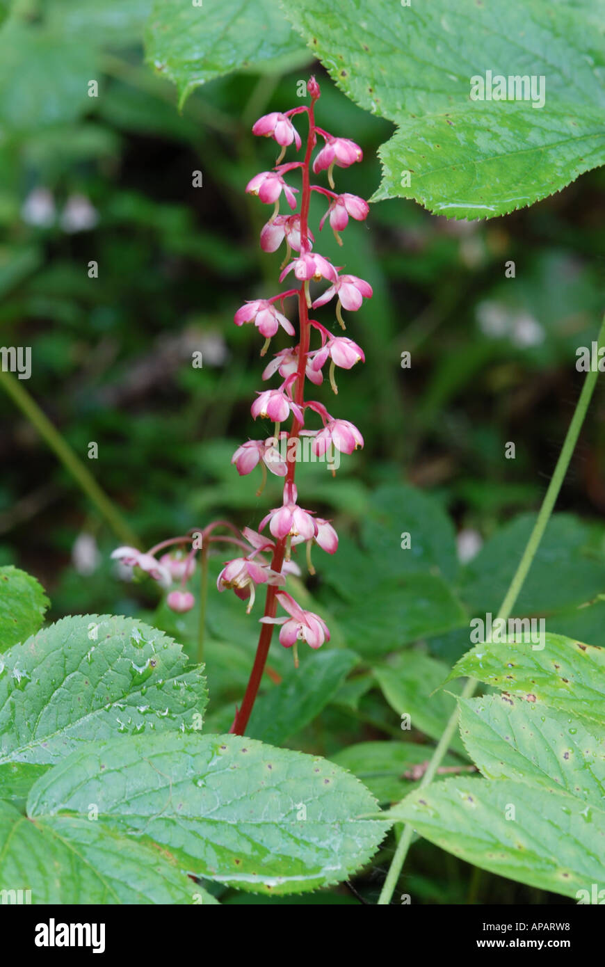 Pink pyrola hi-res stock photography and images - Alamy