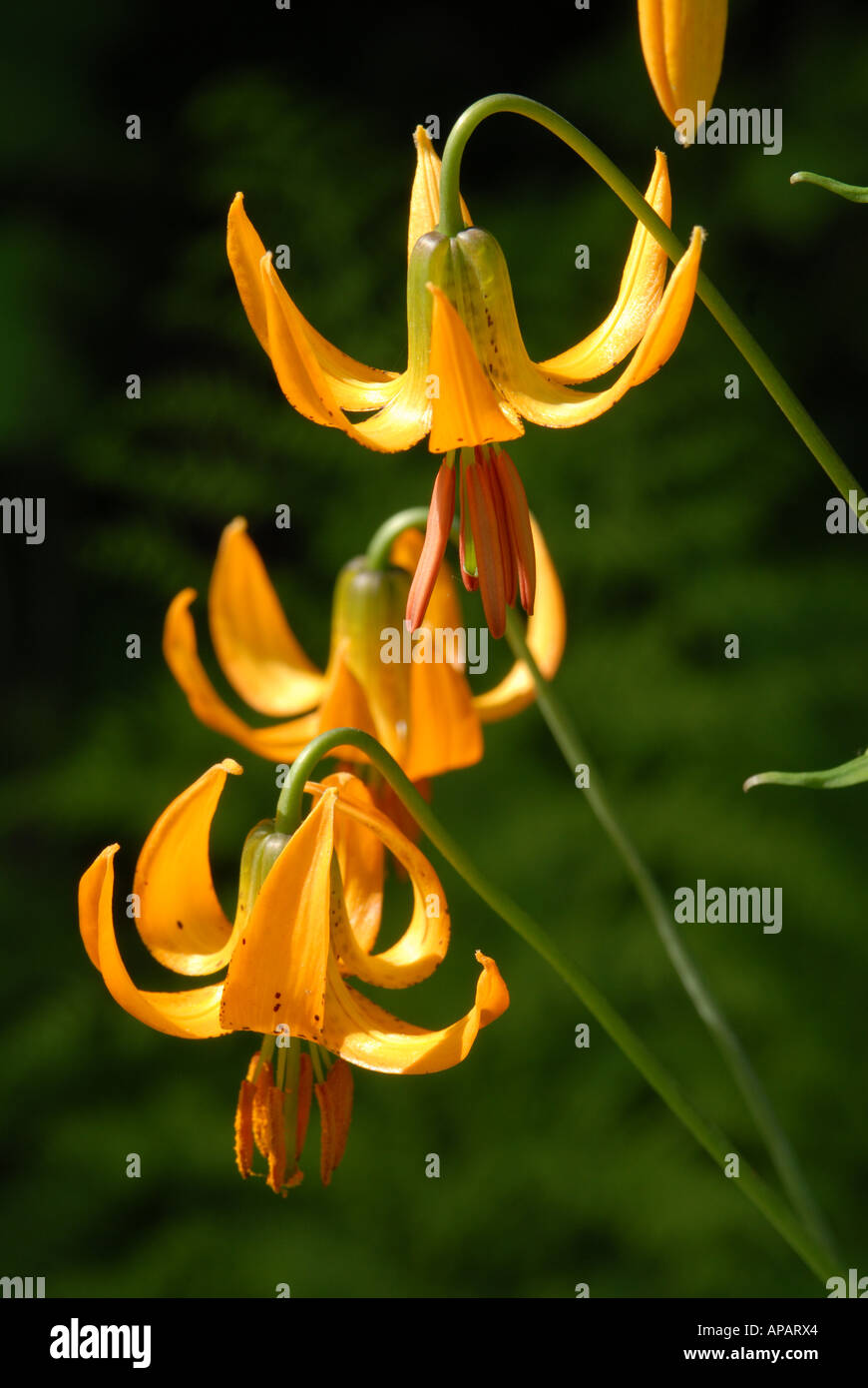 Canadense lily hi-res stock photography and images - Alamy