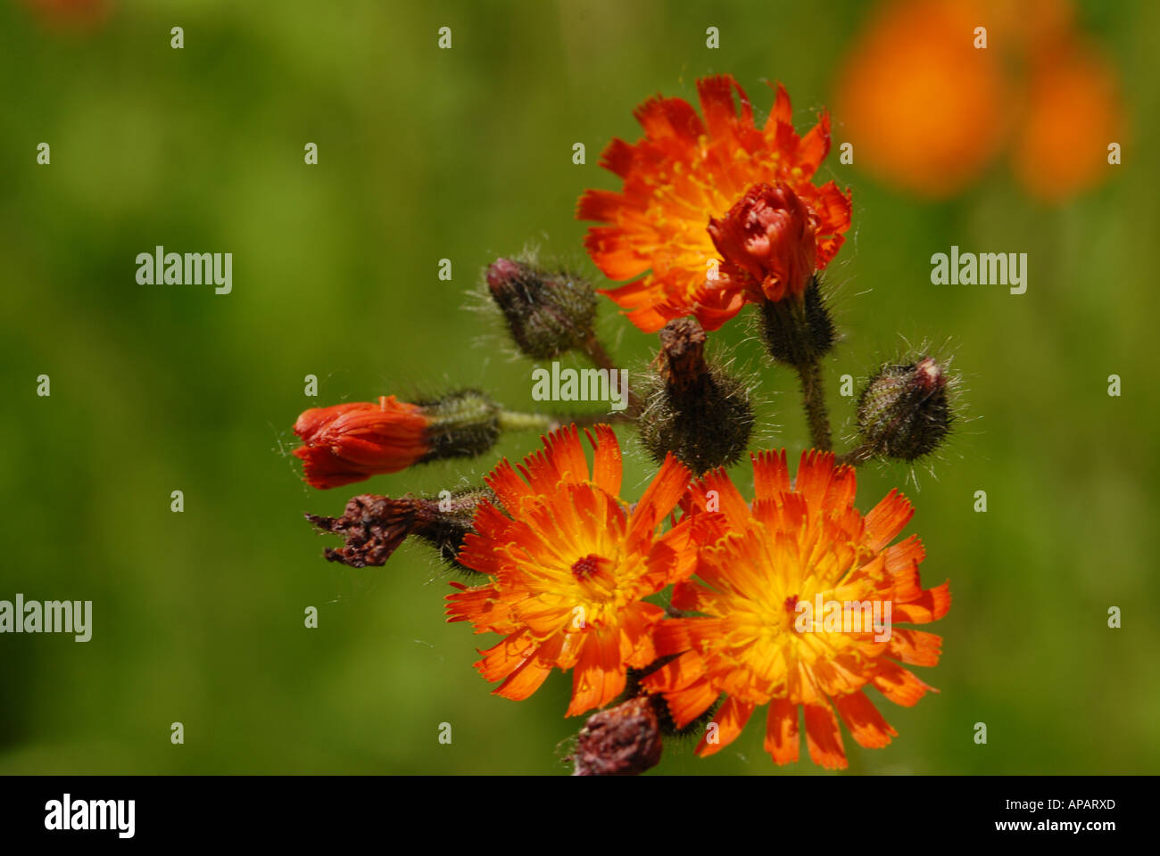 Canada Hawkweed High Resolution Stock Photography and Images - Alamy