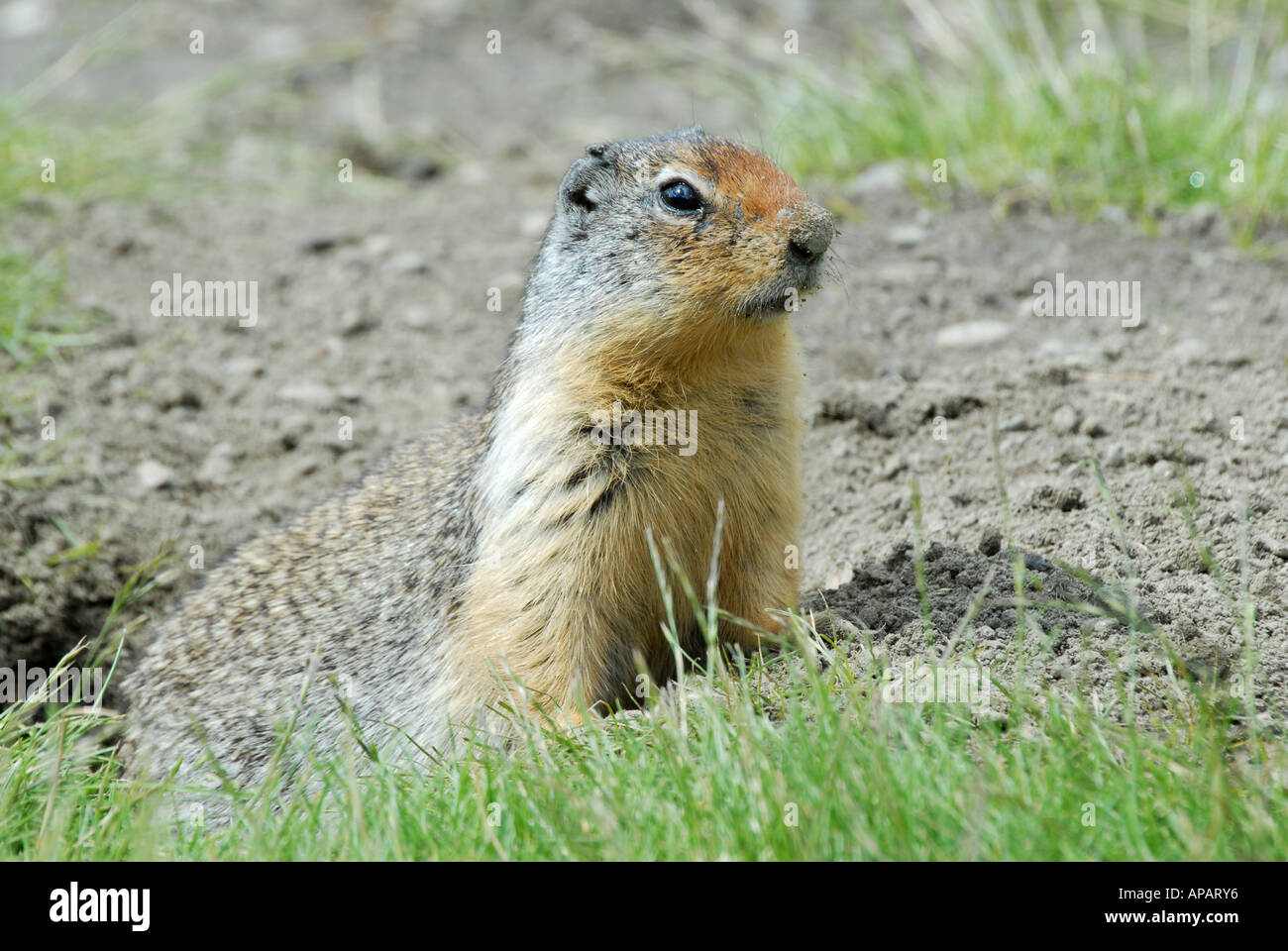 Columbian Ground Squirrel looking out of burrow Stock Photo - Alamy