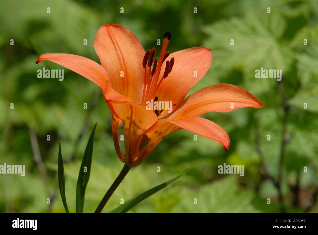 Western red lilies hi-res stock photography and images - Alamy