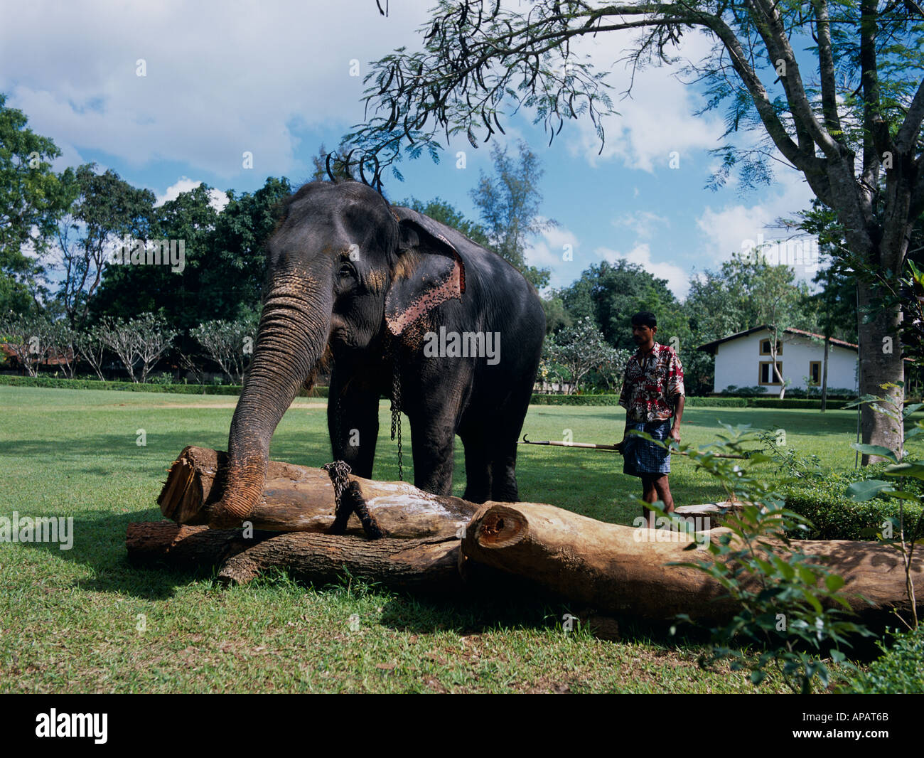 Elephant Moving Logs Sri Lanka Asia Stock Photo - Alamy