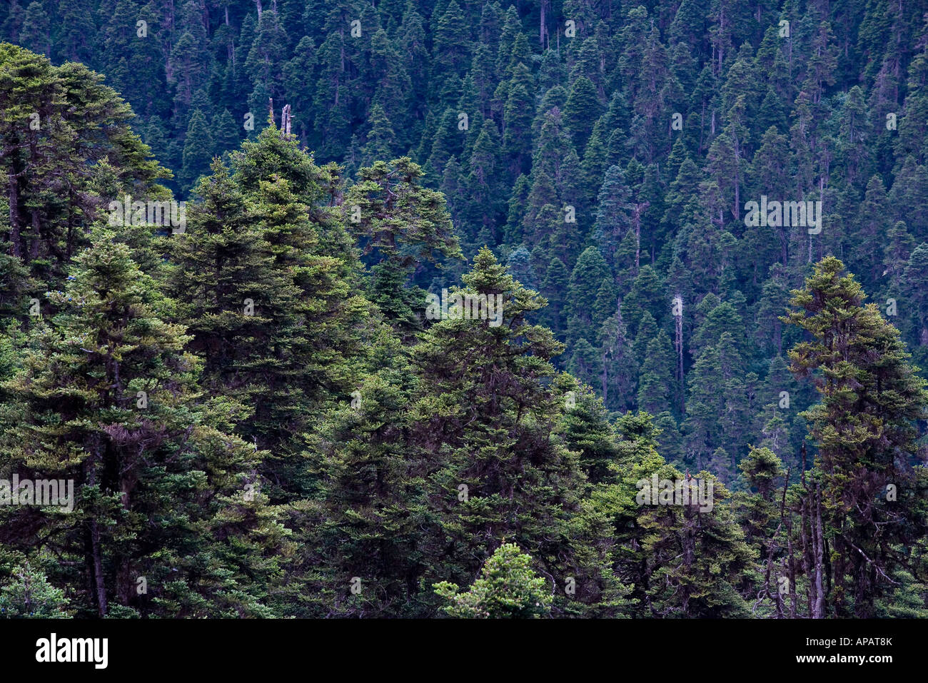 The lulang forest hi-res stock photography and images - Alamy