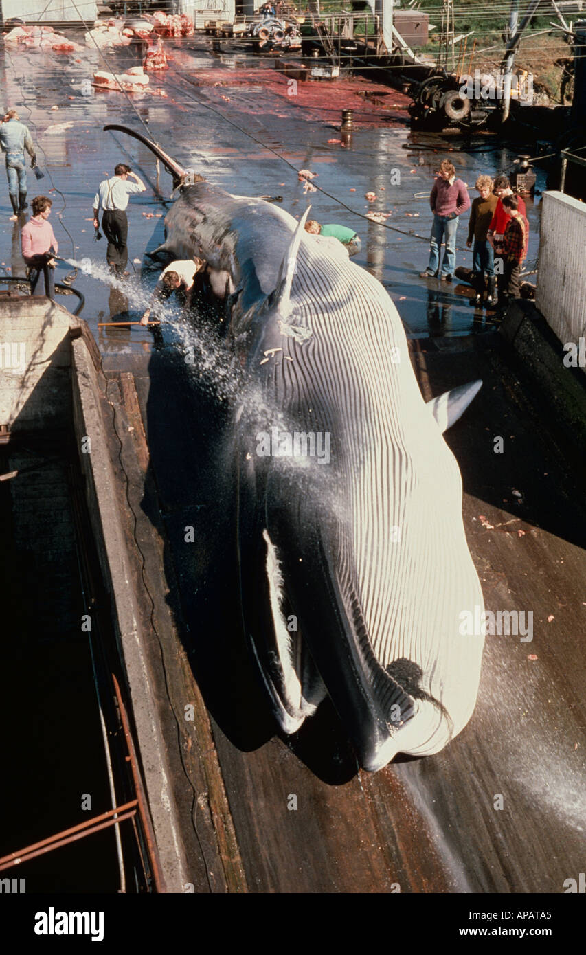 Fin Whale (Balaenoptera physalus) being hauled on to a whaling station ...