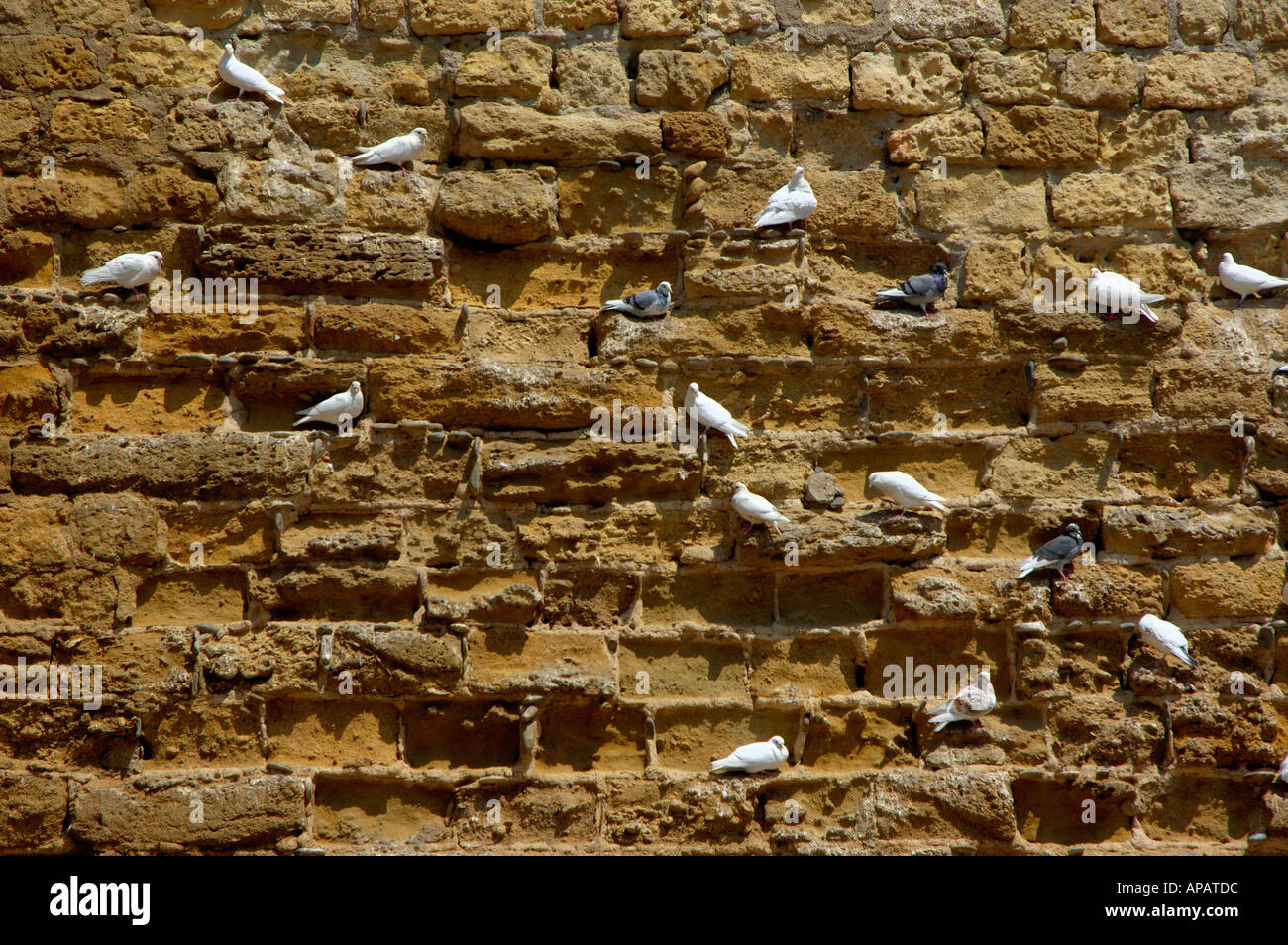 Pigeon gates hi-res stock photography and images - Alamy