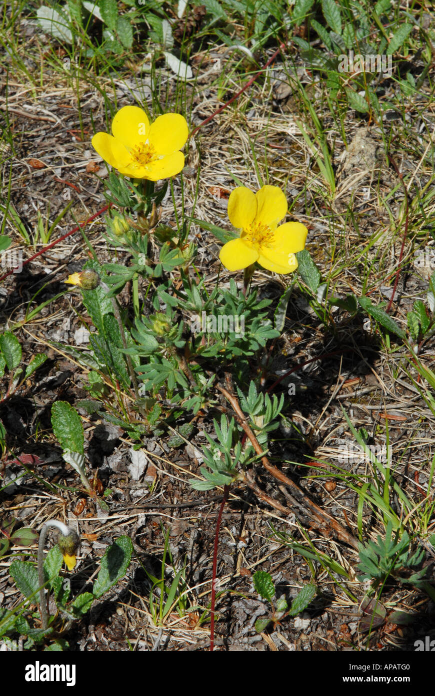 Flower shrubby cinquefoil potentilla fruticosa hi-res stock photography ...