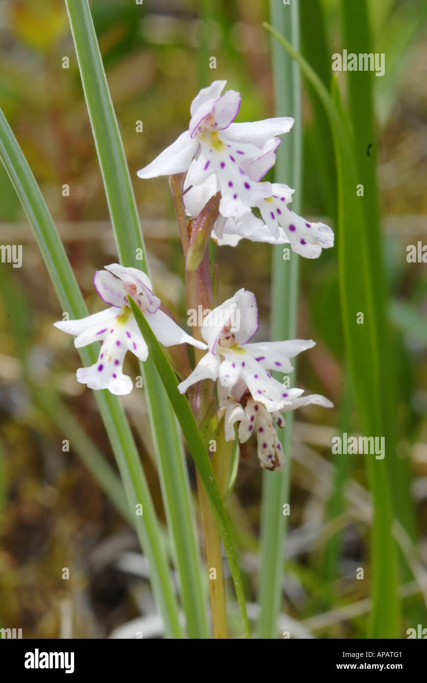 Round-leaved orchid in detail Stock Photo - Alamy
