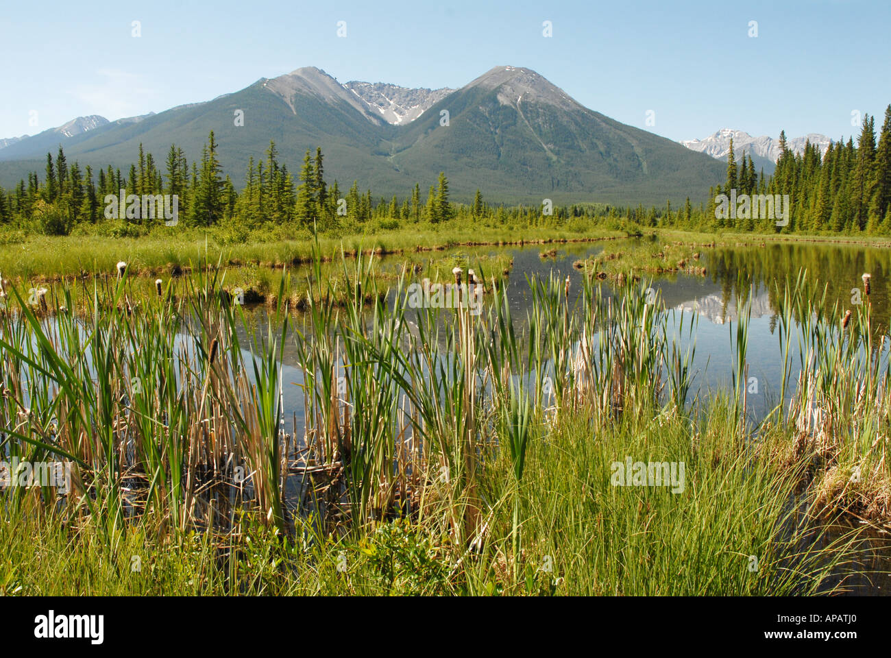 Boggy marsh hi-res stock photography and images - Alamy