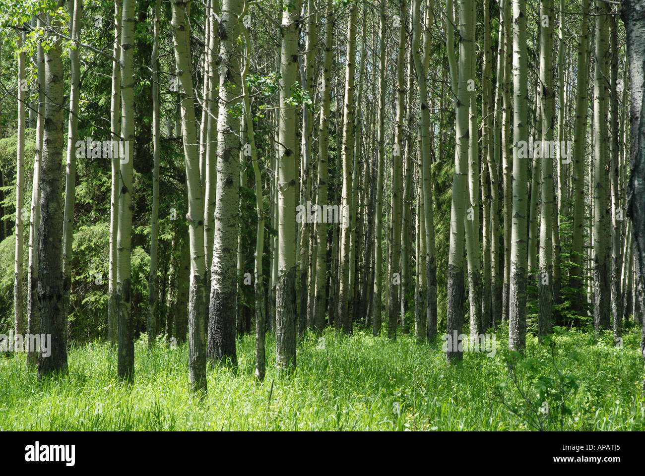 Woodland of Paper Birch trees Stock Photo - Alamy