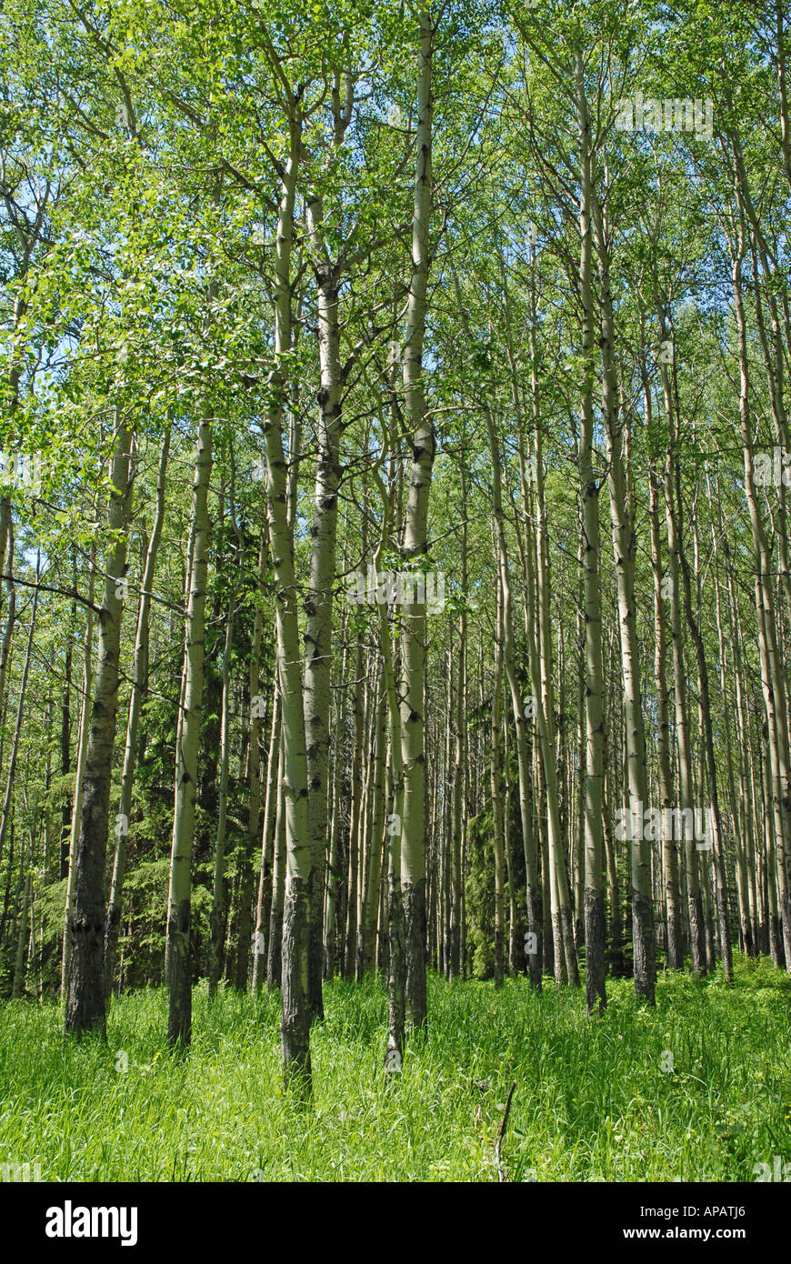 Woodland of Paper Birch trees Stock Photo - Alamy