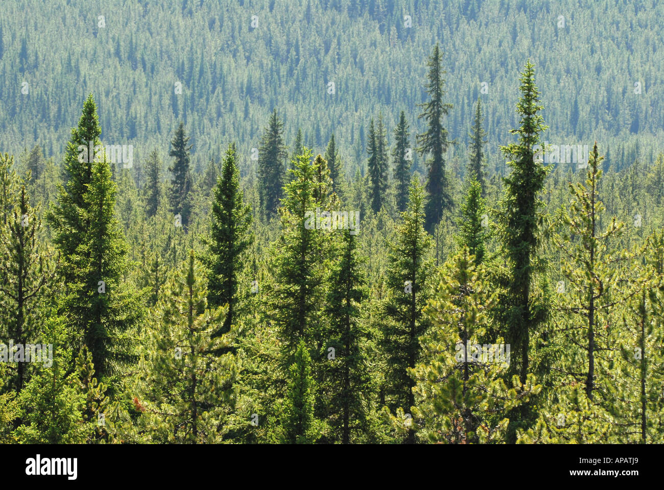 Overview of a conifer forest in British Columbia Stock Photo - Alamy