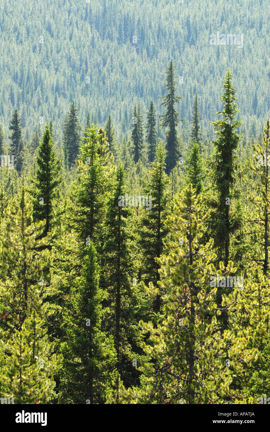 Overview of a conifer forest in British Columbia Stock Photo - Alamy