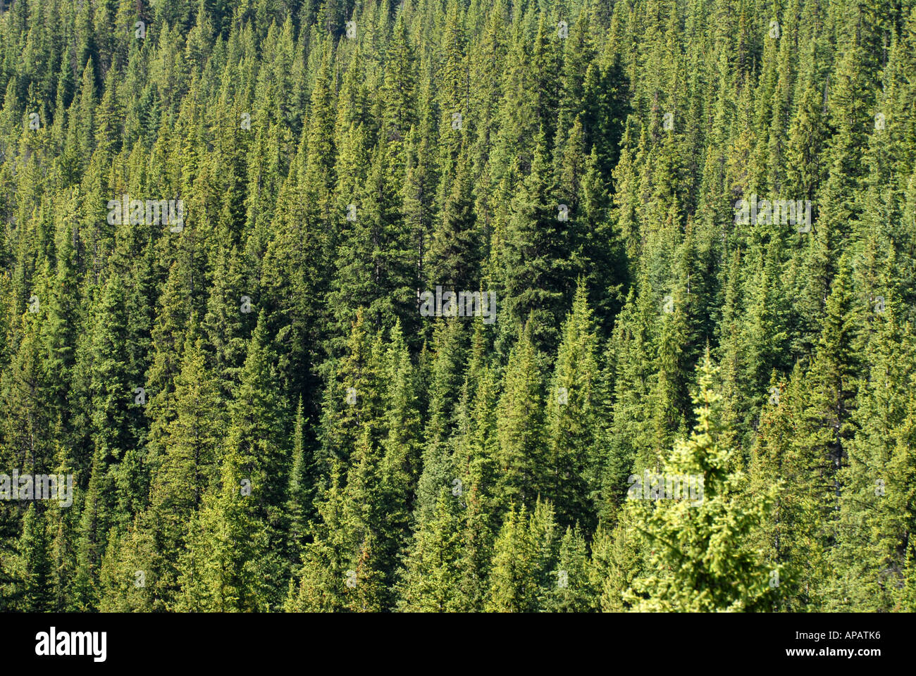 Overview of a conifer forest in British Columbia Stock Photo - Alamy