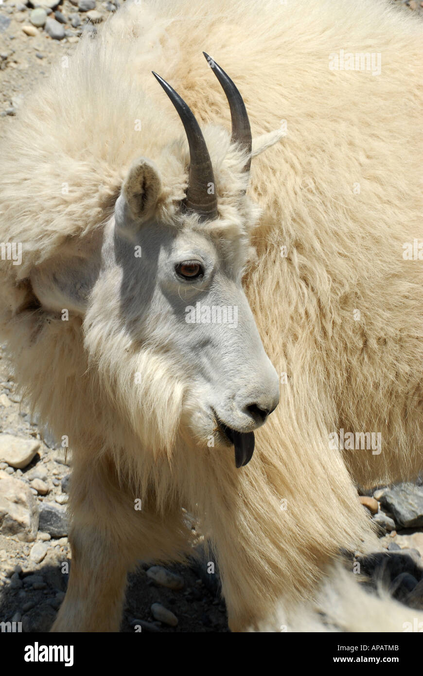 Mountain Goat licking minerals from rocky ground Stock Photo - Alamy
