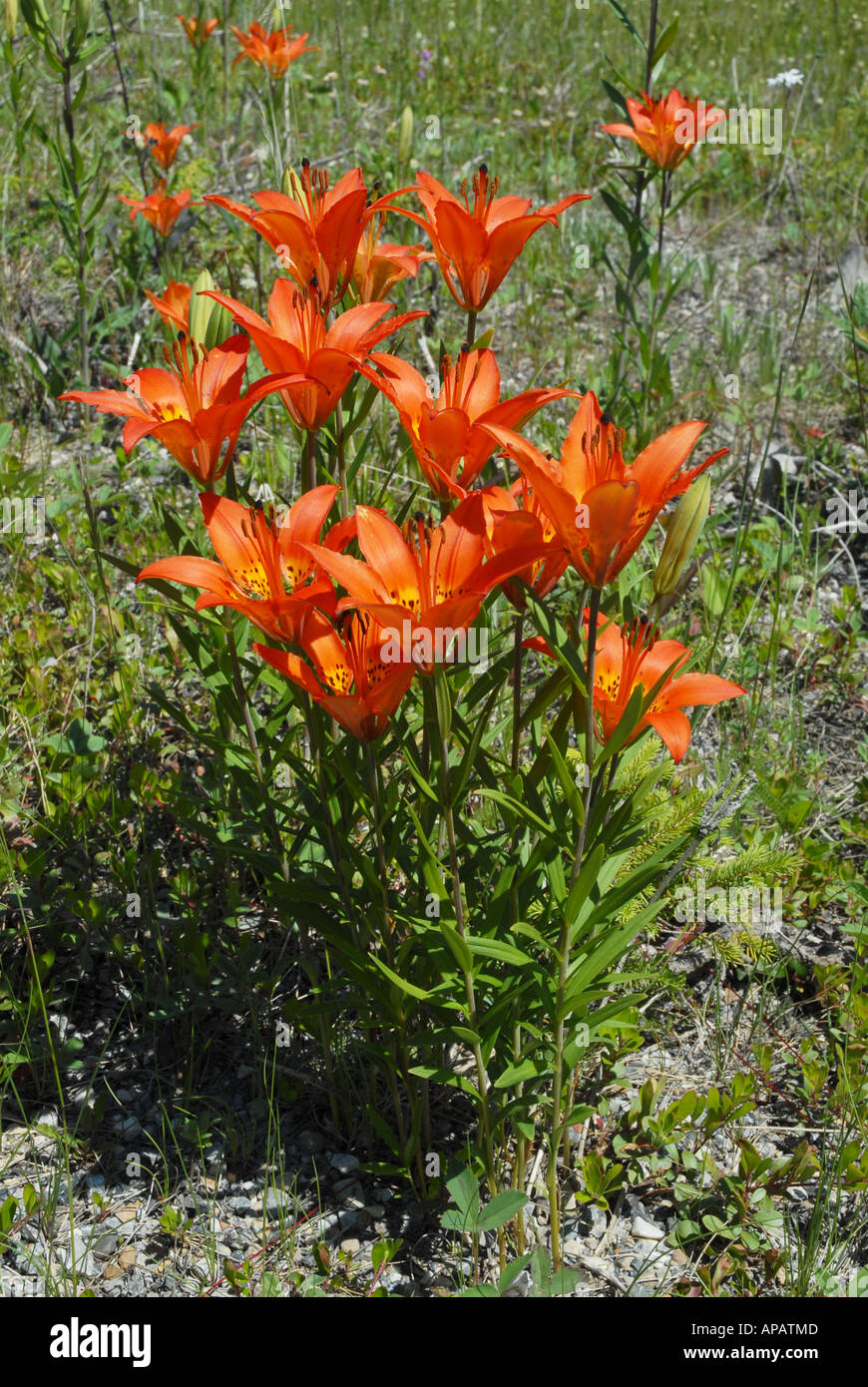 Western wood hi-res stock photography and images - Alamy