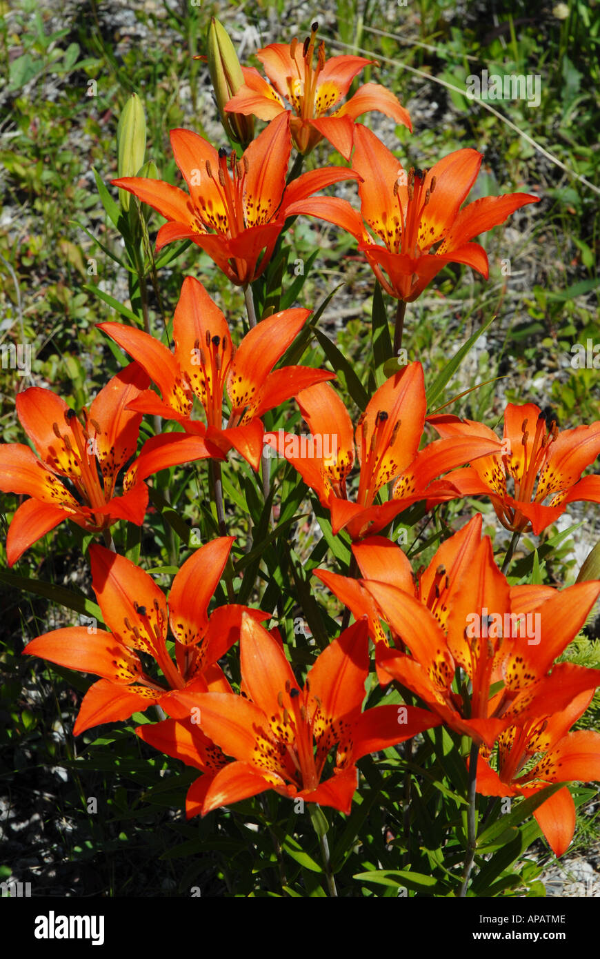 Western Red Lily