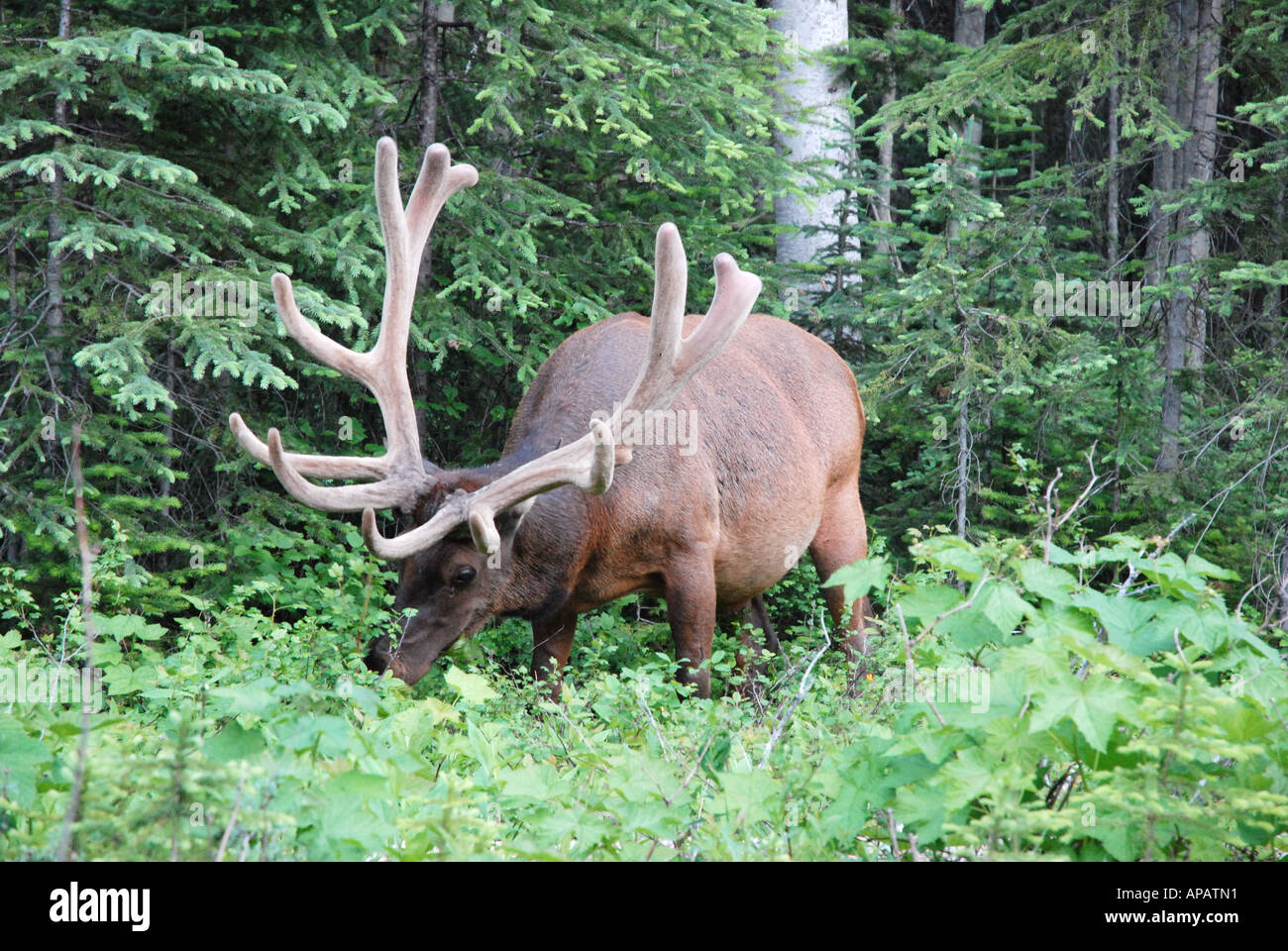 Close up bull elk feeding hi-res stock photography and images - Alamy