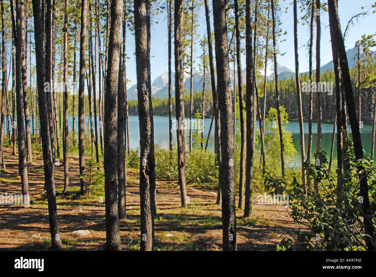 Looking through forestry trees to lake and mountains Stock Photo - Alamy
