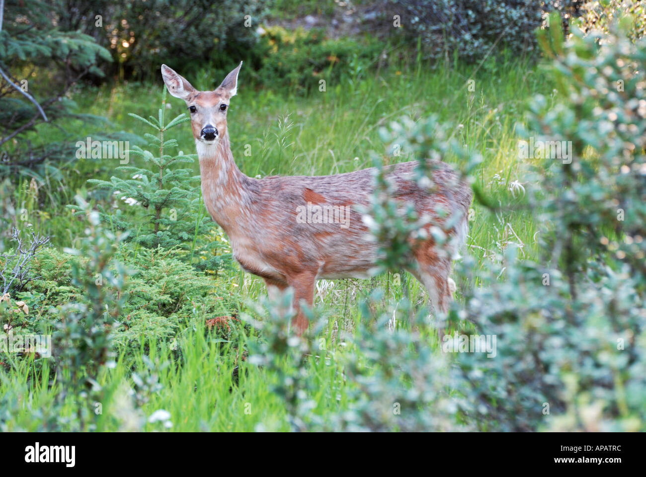 Mature white tailed doe hi-res stock photography and images - Alamy
