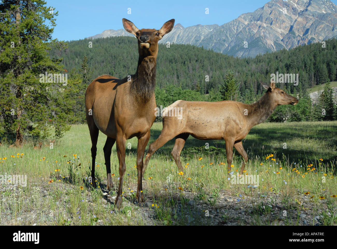 Female Elk looking Stock Photo - Alamy