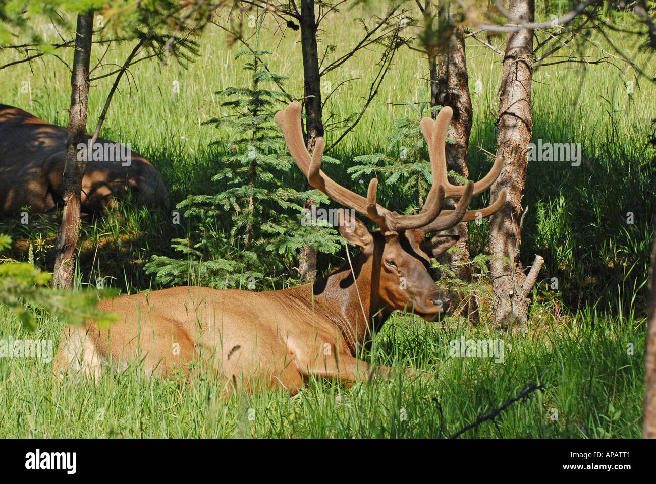 Elk male british columbia hi-res stock photography and images - Alamy