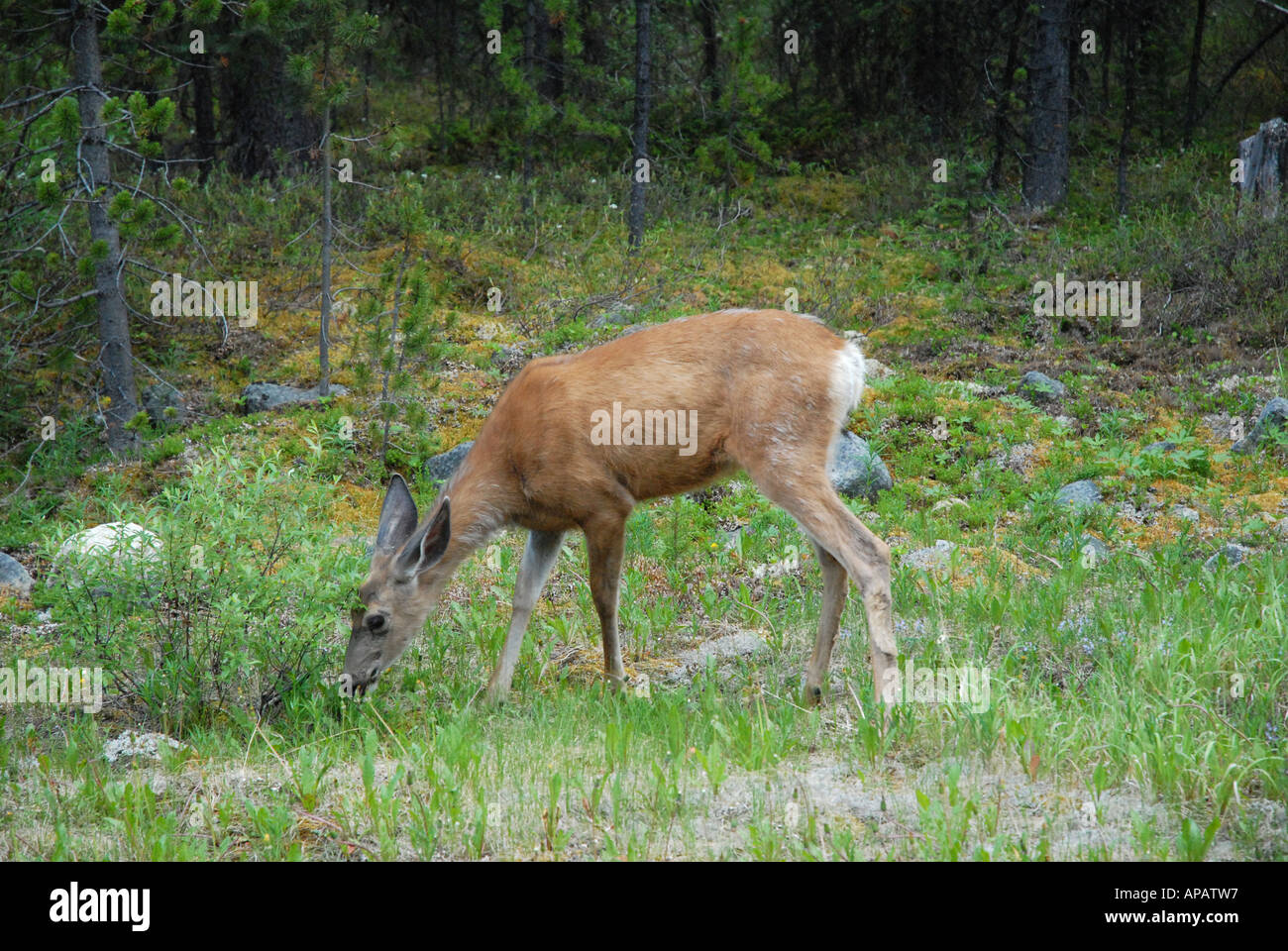 Mule Deer grazing in spring Stock Photo - Alamy