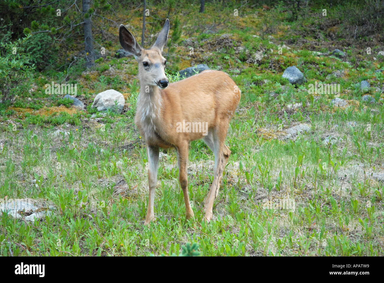 Single mule hi-res stock photography and images - Alamy