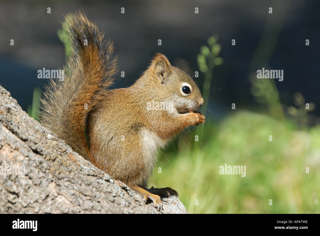 Chickare hi-res stock photography and images - Alamy