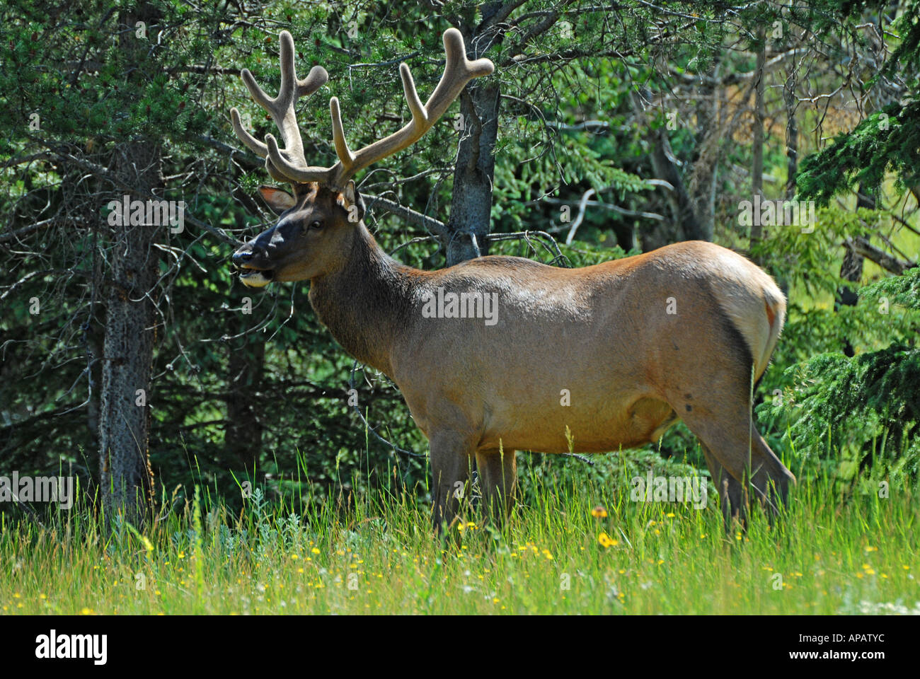 Large Bull Elk Stock Photo - Alamy