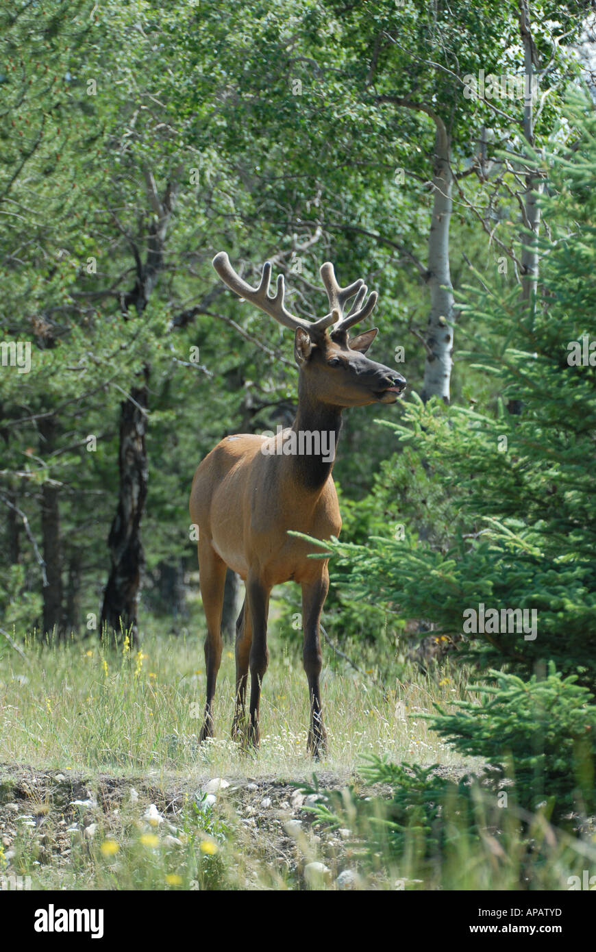 Large Bull Elk Stock Photo - Alamy
