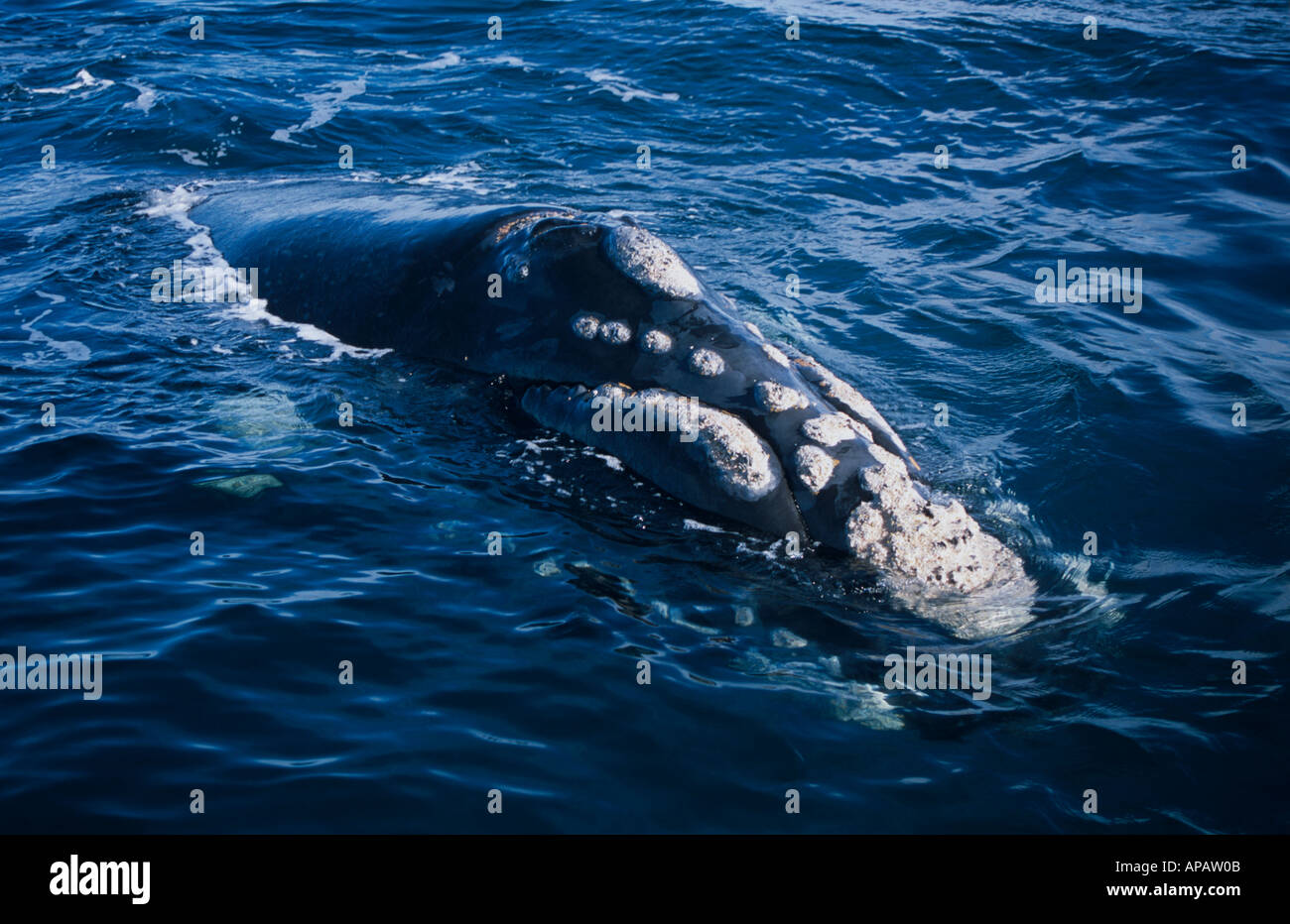 Plankton cetacean marine ocean sea large big huge marinelife animal hi ...