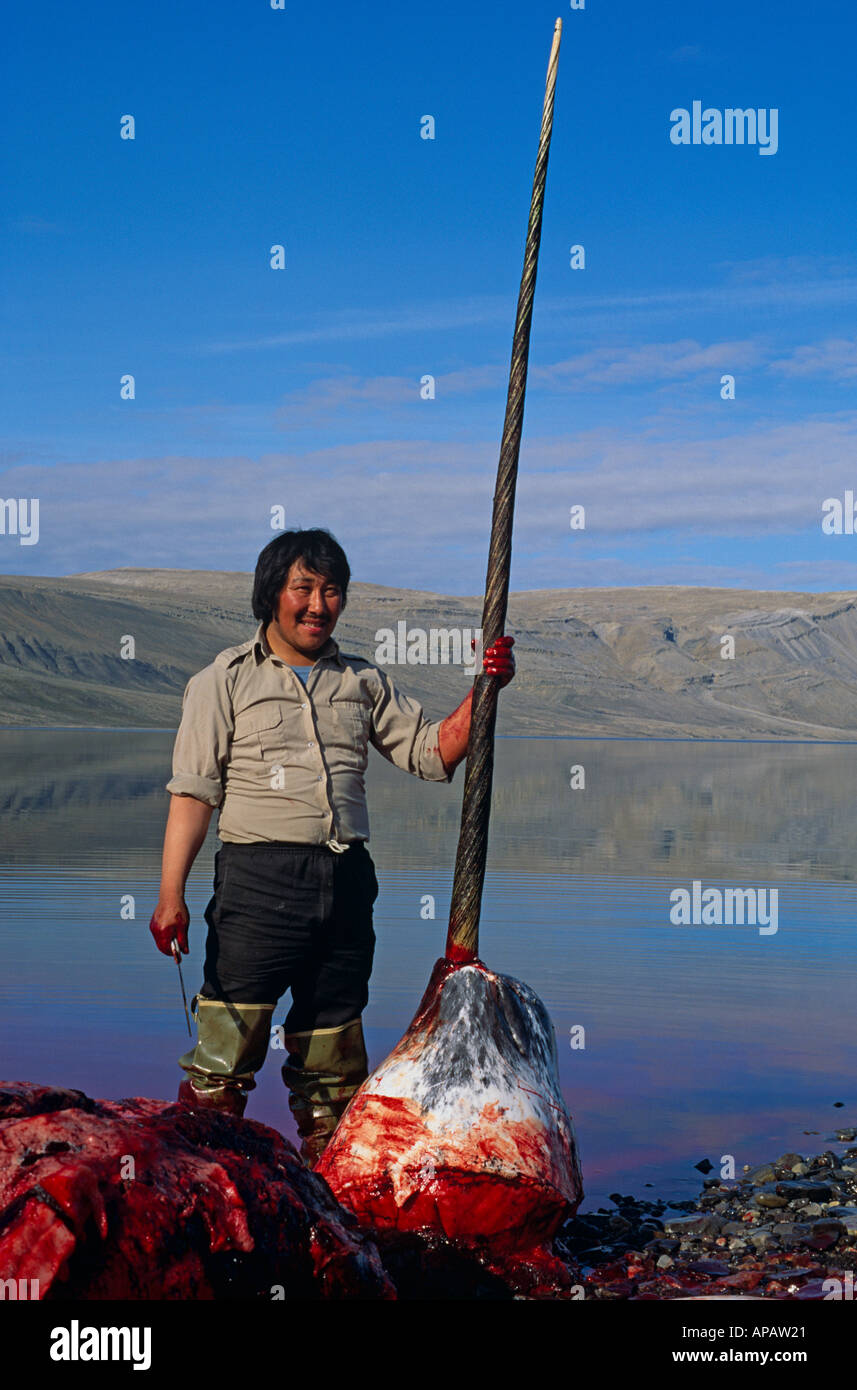 Inuit Hunter with Narwhal (Monodon monoceros) tusk / head after whaling ...