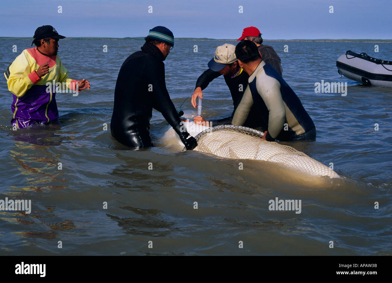 Hand captured Beluga Whale is fitted with a satellite linked ...