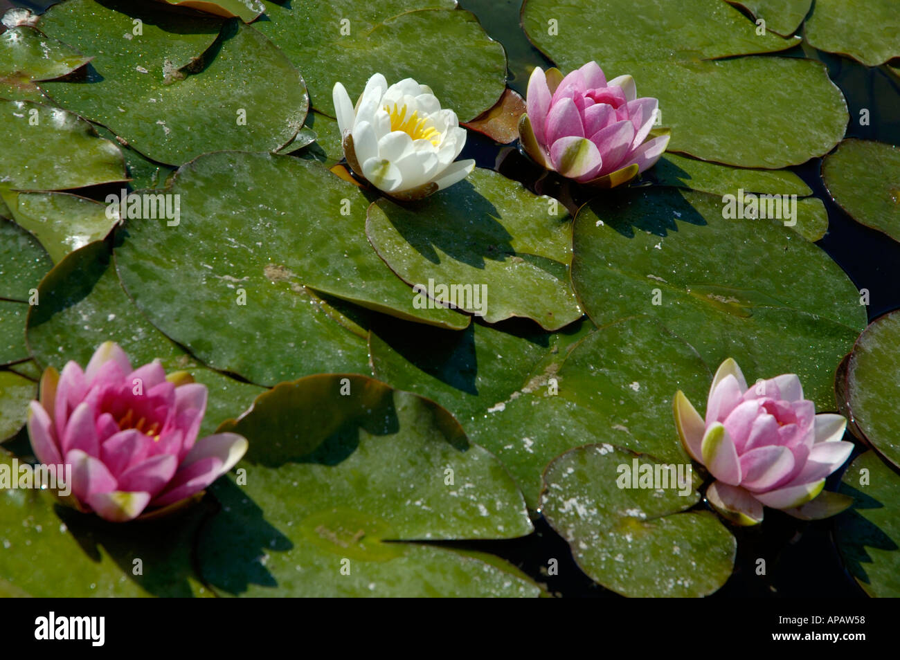White Lotus Flowers In Water