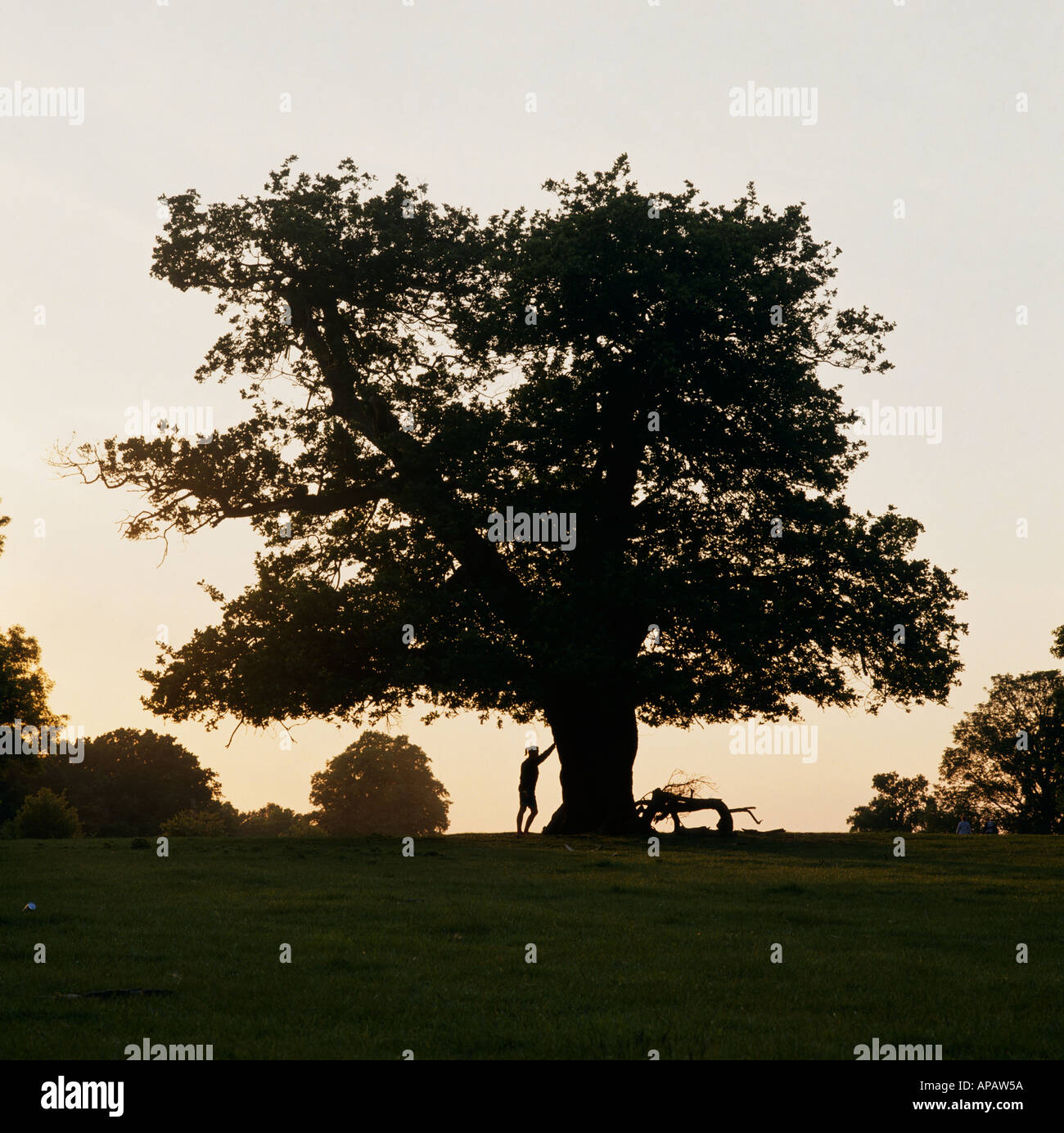 Oak Tree Richmond Park Surrey U.K. Europe Stock Photo - Alamy