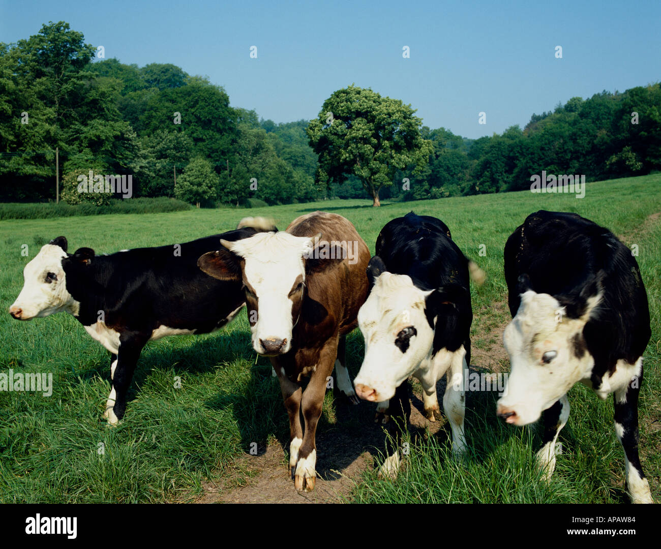 Sussex beef cattle hi-res stock photography and images - Alamy