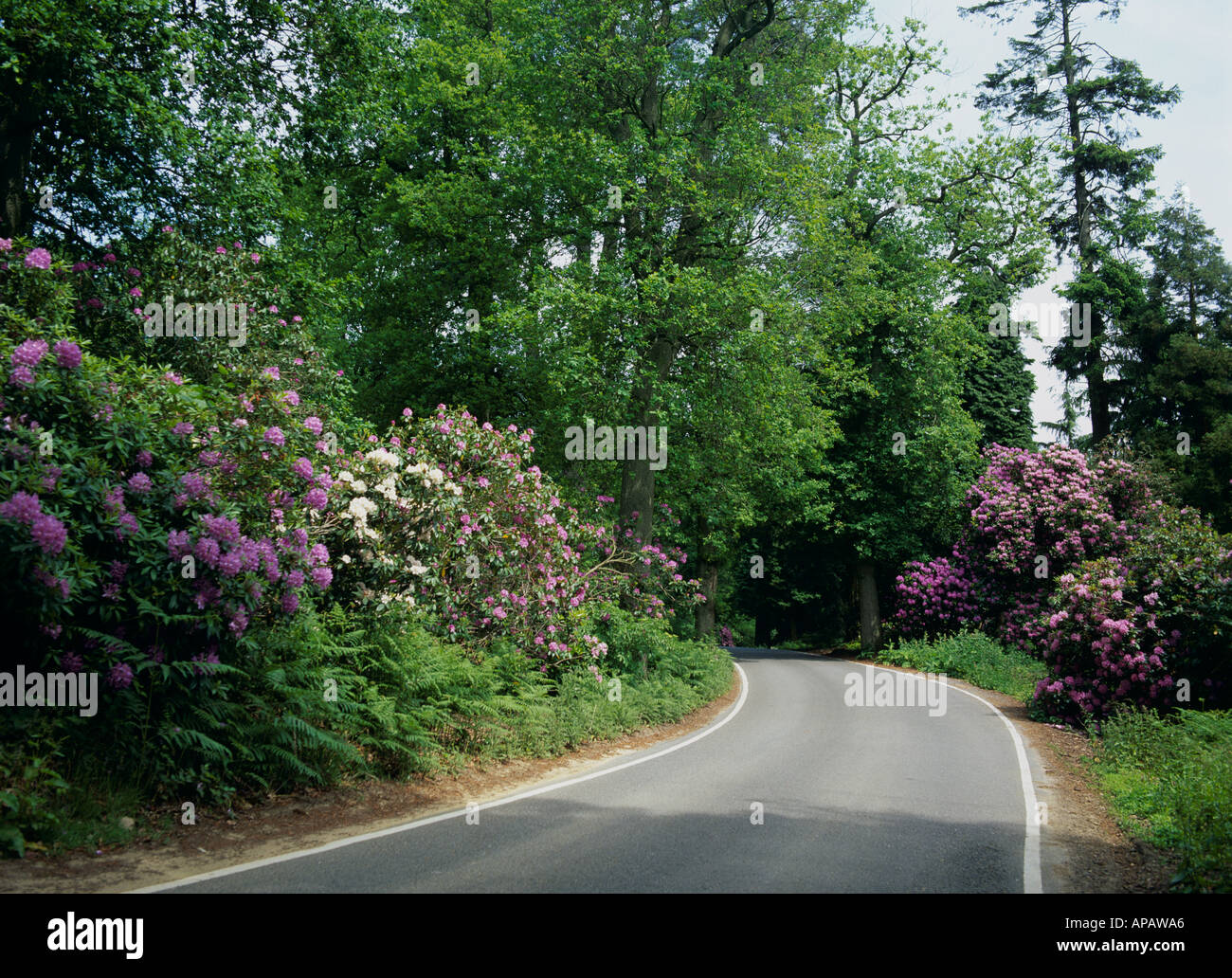 Surrey Countryside Surrey U.K Stock Photo - Alamy