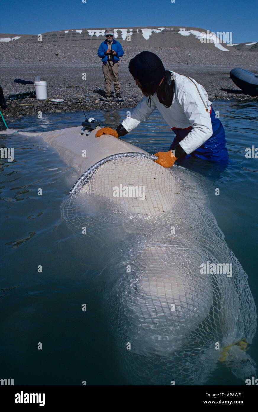 Conservation worker fitting satellite transmitter on Beluga Whale ...