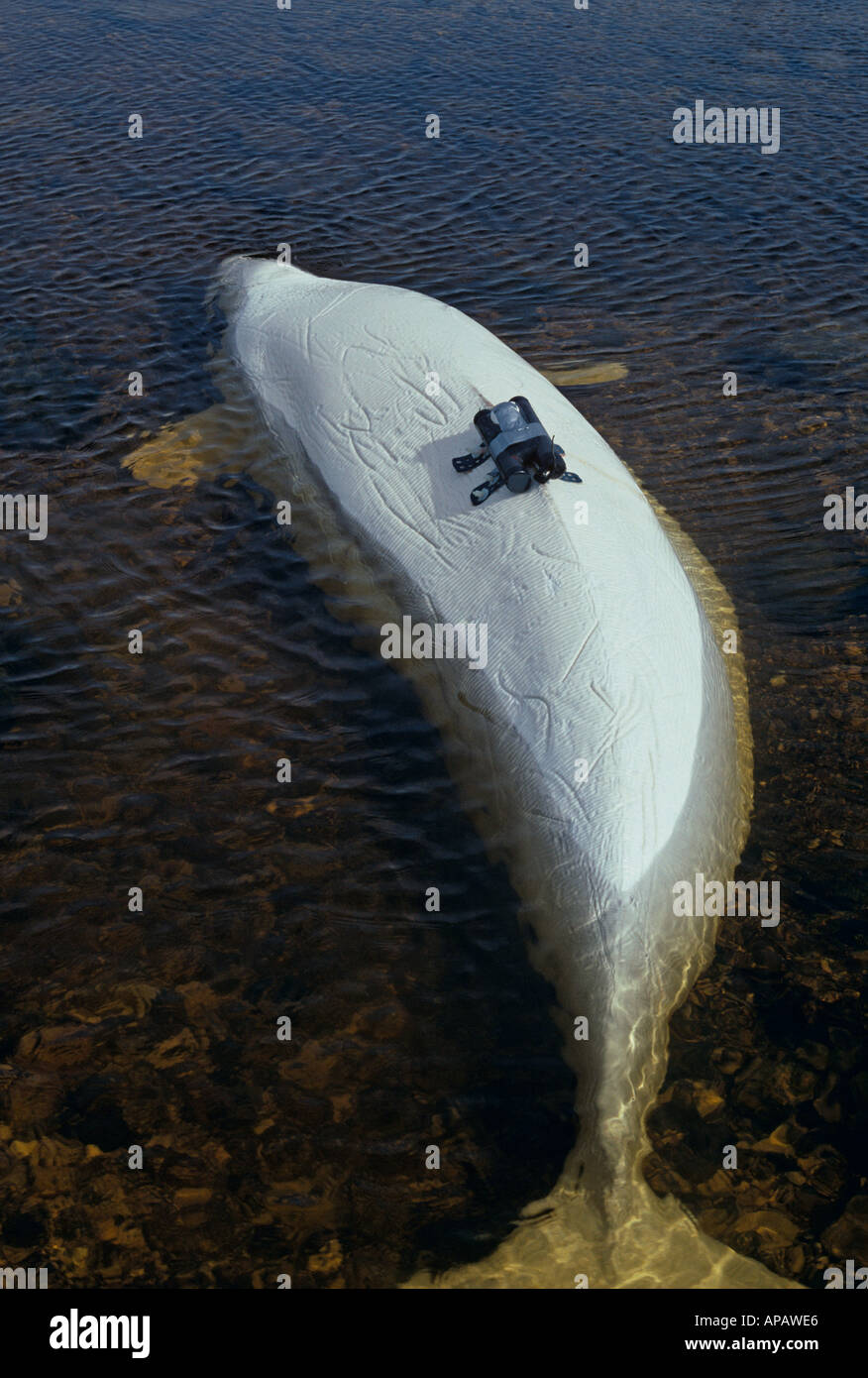 Beluga Whale (Delphinapterus leucas) swimming off to sea having been ...