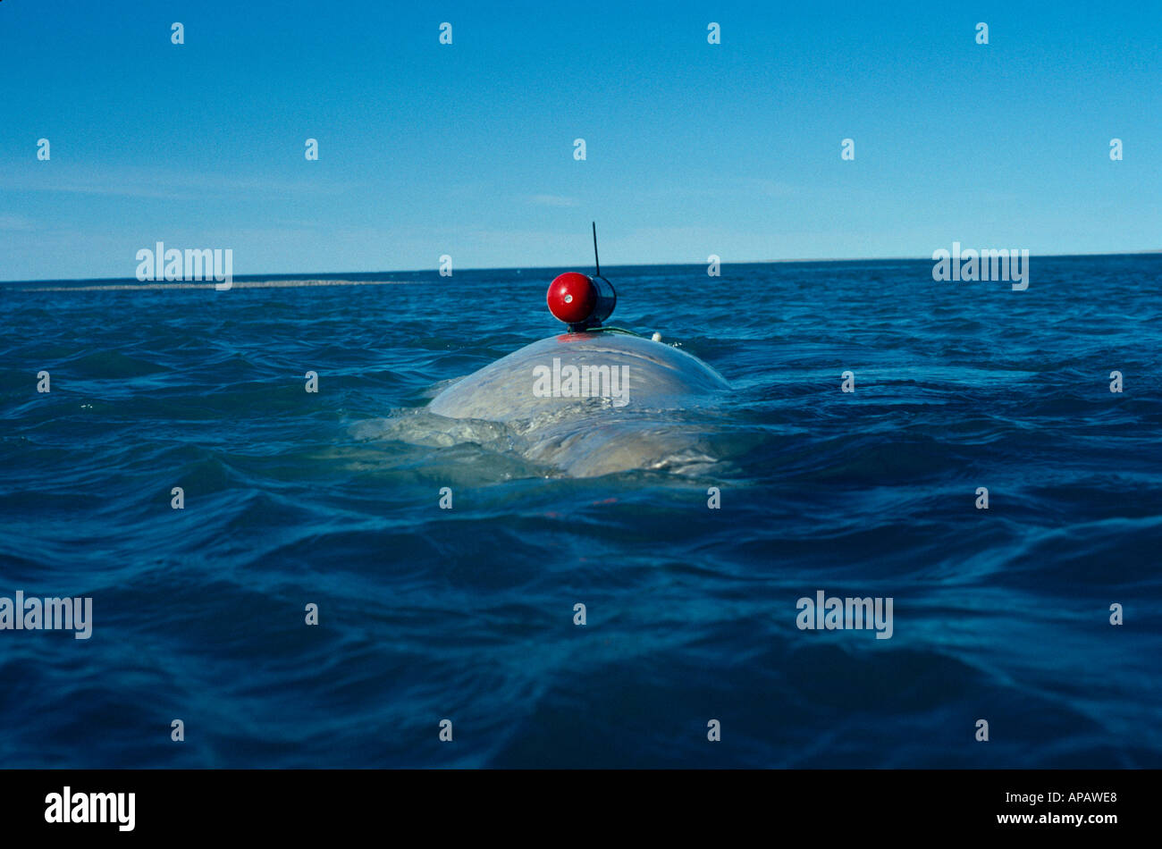 Beluga Whale (Delphinapterus leucas) swimming off to sea having been ...