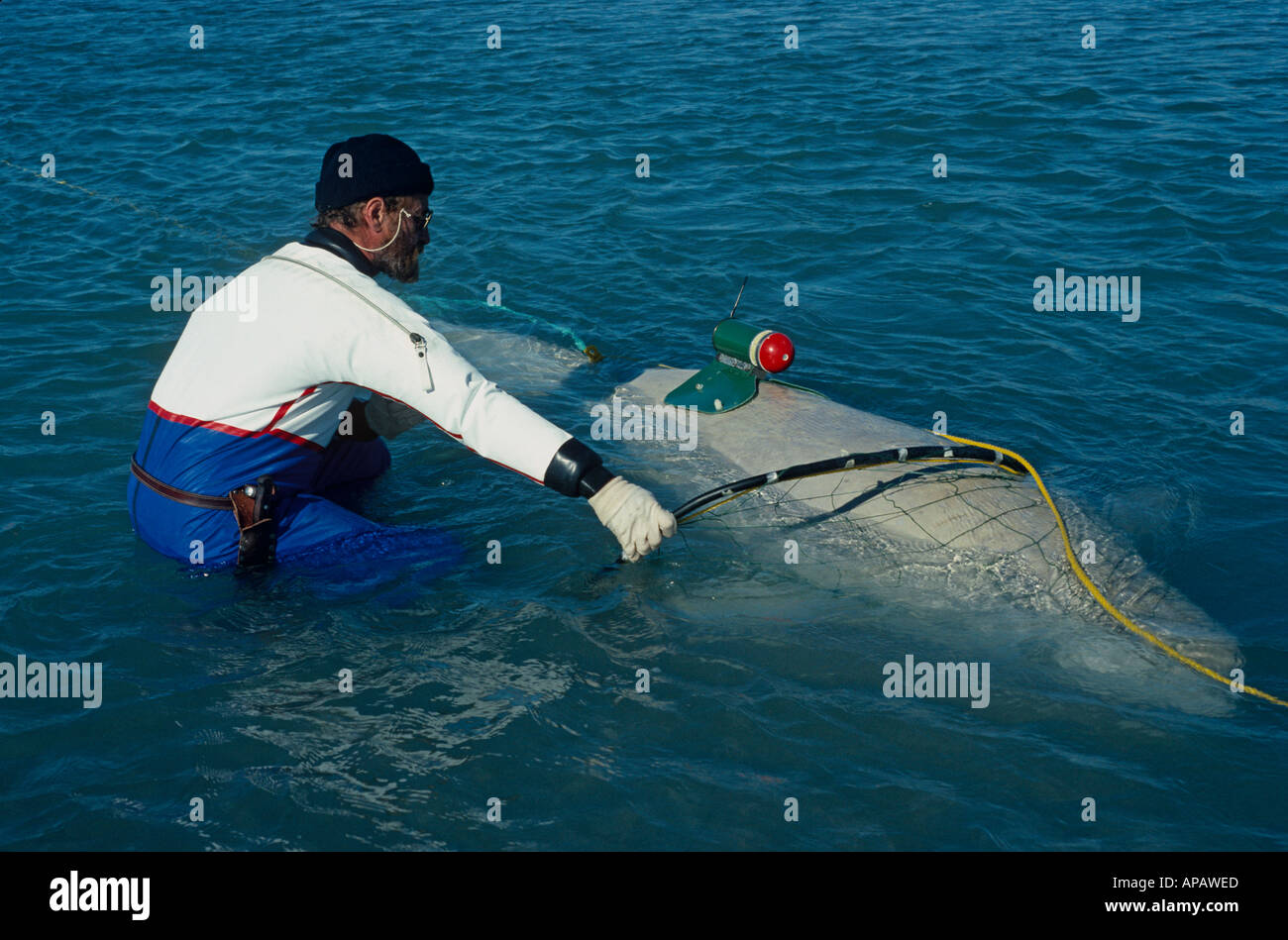 Research Worker with Beluga Whale(Delphinapterus leucas) fitting ...