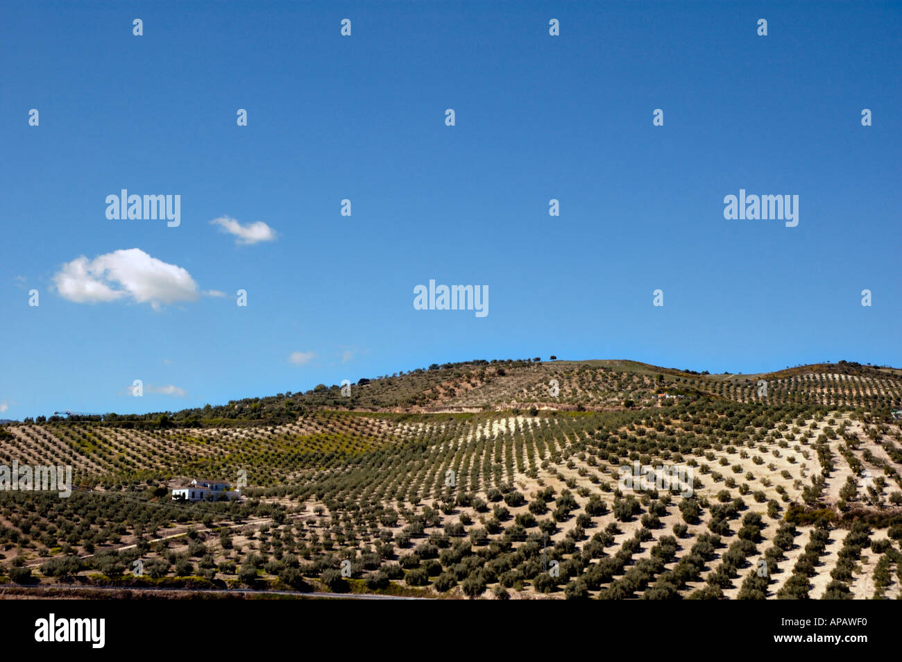 Spain, Landscape - Fields Of Olives Trees in Andalucia, Spain Stock ...