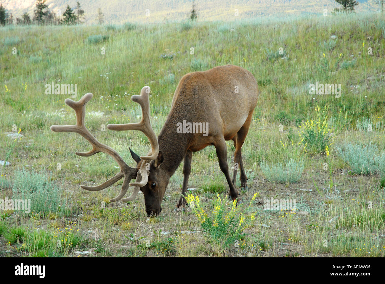Large Bull Elk feeding Stock Photo - Alamy