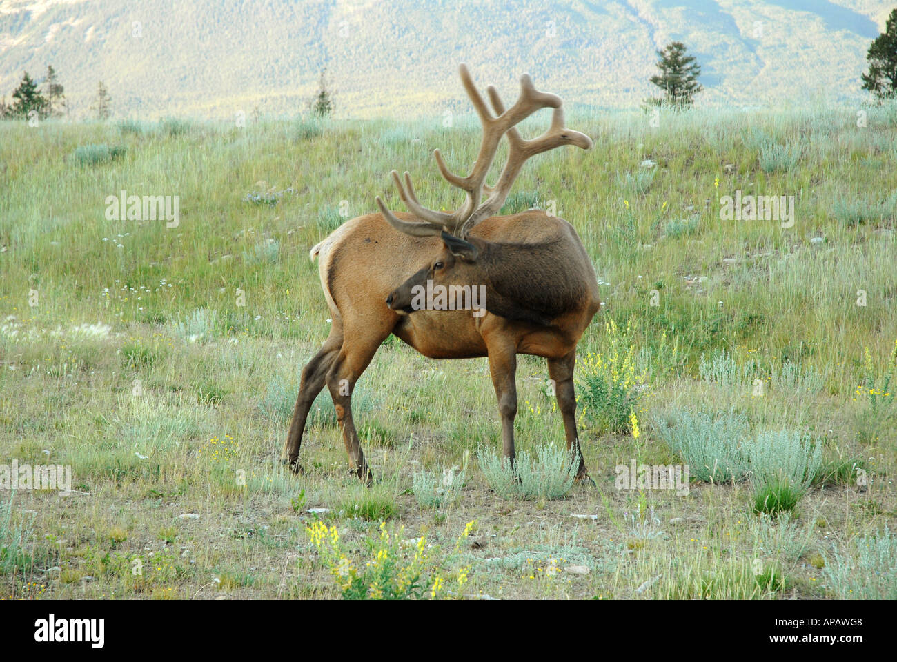 Large Bull Elk feeding Stock Photo - Alamy