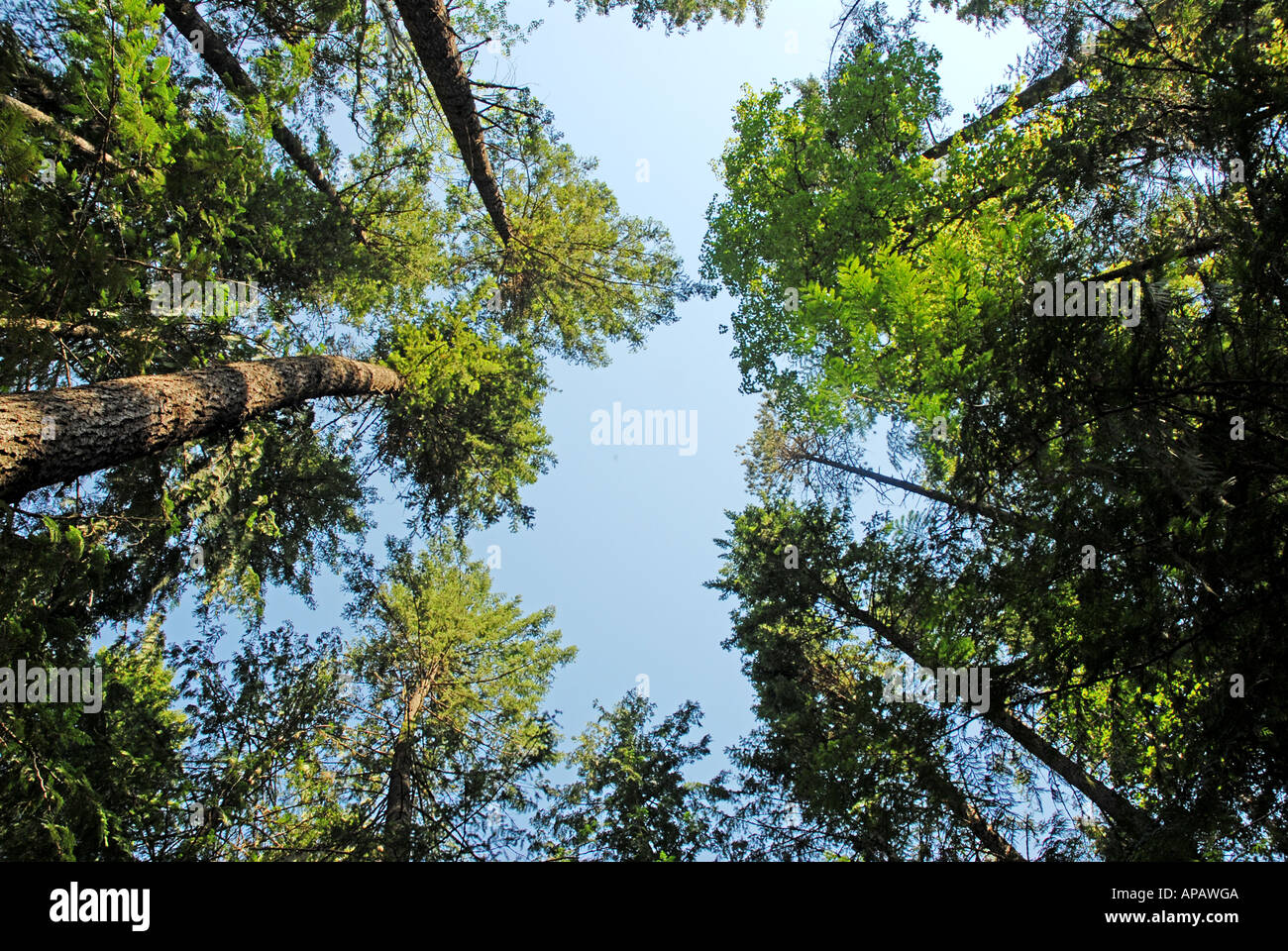 Looking straight up into tall trees Stock Photo - Alamy